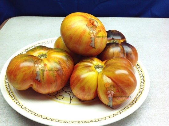 Alice's Dream Tomato Seeds Now Available For Sale