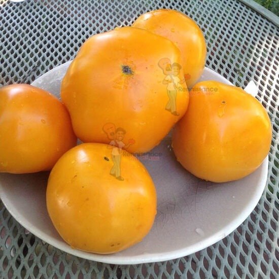 Yellow Tomatoes Archives | Heirloom Tomato Seeds
