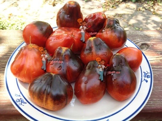 Blue Pear Tomato Seeds Available For Sale At Renaissance Farms.