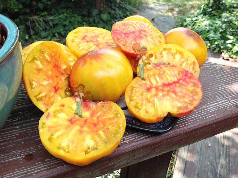Blushing Bride Tomato Seeds For Sale At Renaissance Farms