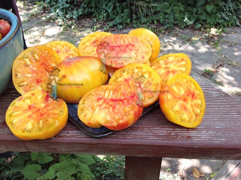 Blushing Bride Tomato Seeds For Sale At Renaissance Farms