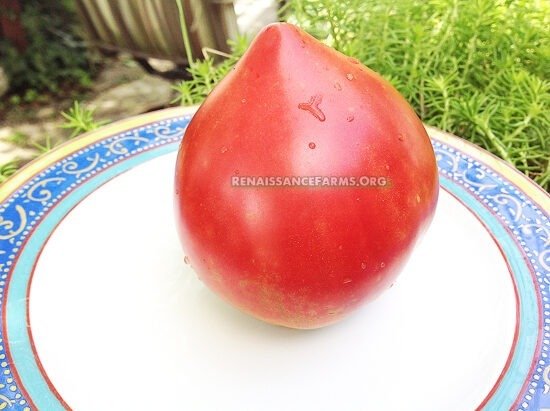 Bobbie Tomato | Heirloom Tomato Seeds