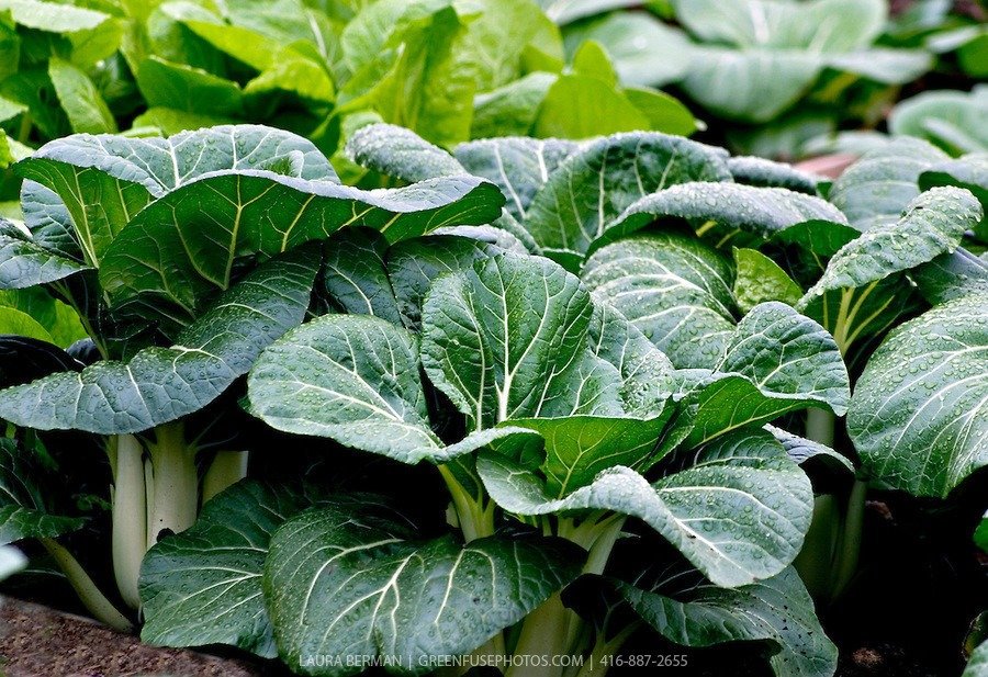 Chinese Pak Choy Seeds - Renaissance Farms Heirloom Tomato Seeds
