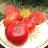 Alfonsi's Big Pink Beefsteak Tomato Seeds For Sale - Renaissance Farms
