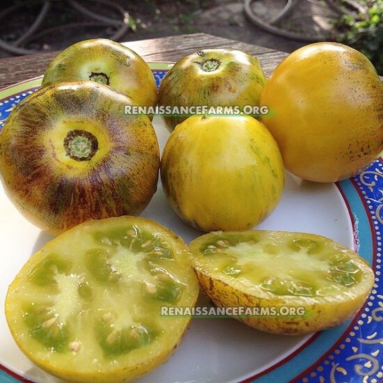 Starburst Nebula Tomato | Heirloom Tomato Seeds