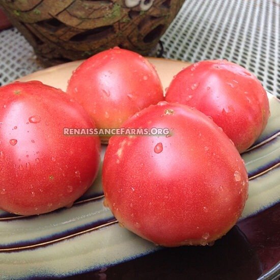 Determinate Tomatoes Archives | Heirloom Tomato Seeds