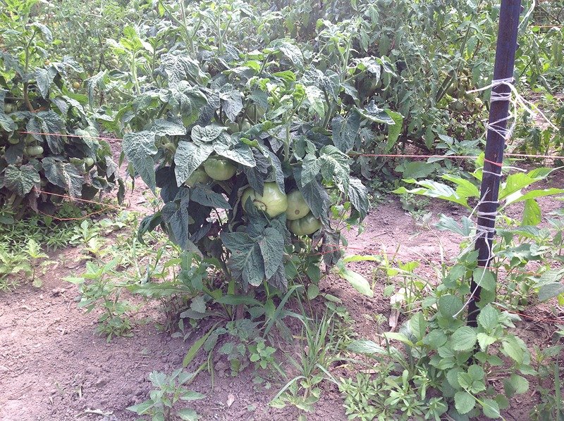 Some Facts About Dwarf Tomatoes That Can Help You Decide