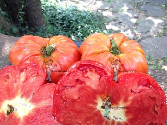Giant Monster Tomato Seeds For Sale At Renaissance Farms