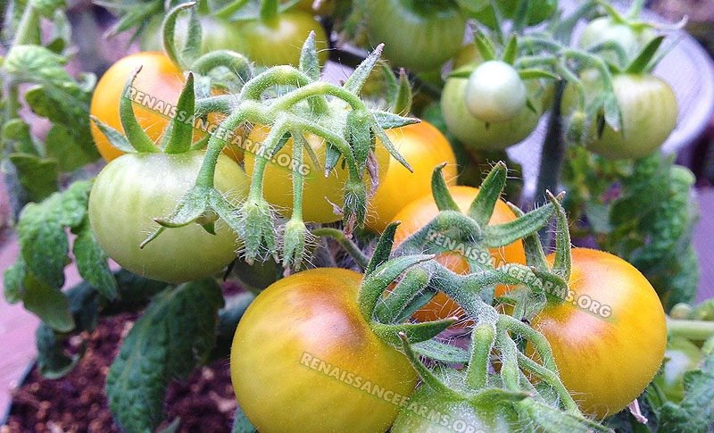 Containers For Growing Micro Dwarf Tomatoes | Heirloom Tomato Seeds