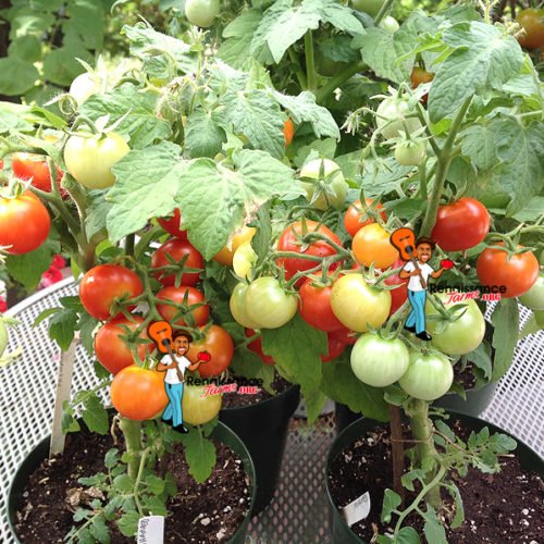 Micro Dwarf Tomatoes Archives | Heirloom Tomato Seeds