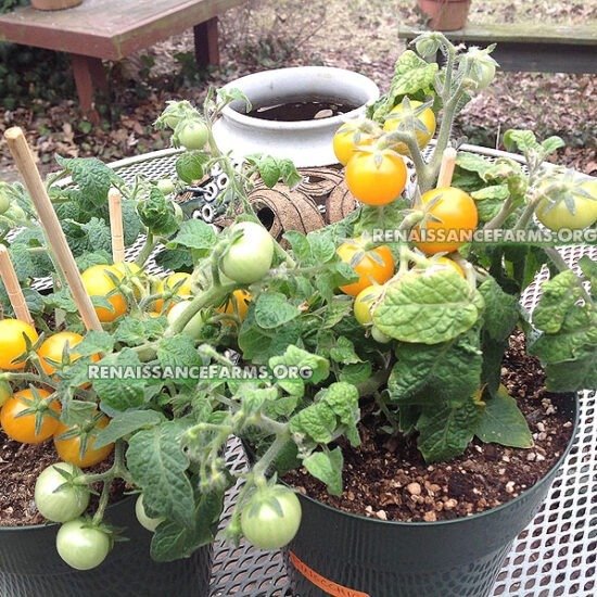 Micro Dwarf Tomatoes Archives | Heirloom Tomato Seeds