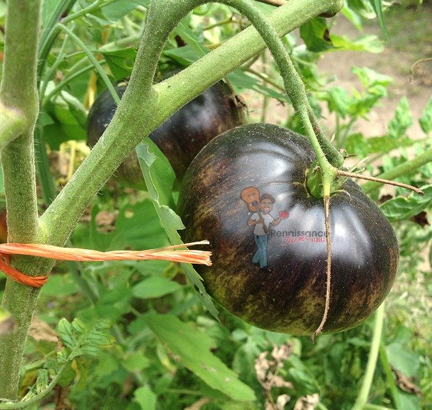 Five Top Antho Tomato Varieties | Heirloom Tomato Seeds