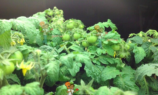 10 Varieties of Miniature Dwarf Tomatoes Under 8 Inches Tall