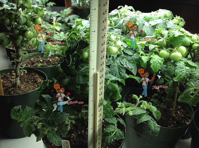 10 Varieties of Miniature Dwarf Tomatoes Under 8 Inches Tall