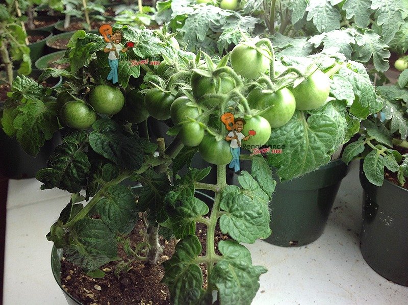 10 Varieties of Miniature Dwarf Tomatoes Under 8 Inches Tall