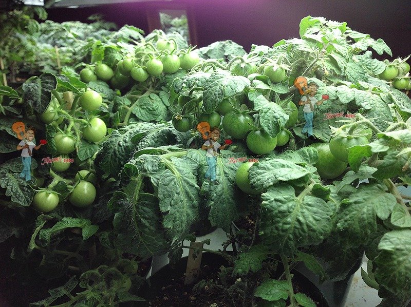 10 Varieties of Miniature Dwarf Tomatoes Under 8 Inches Tall