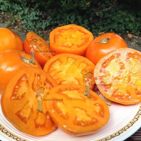 10 Varieties of Miniature Dwarf Tomatoes Under 8 Inches Tall