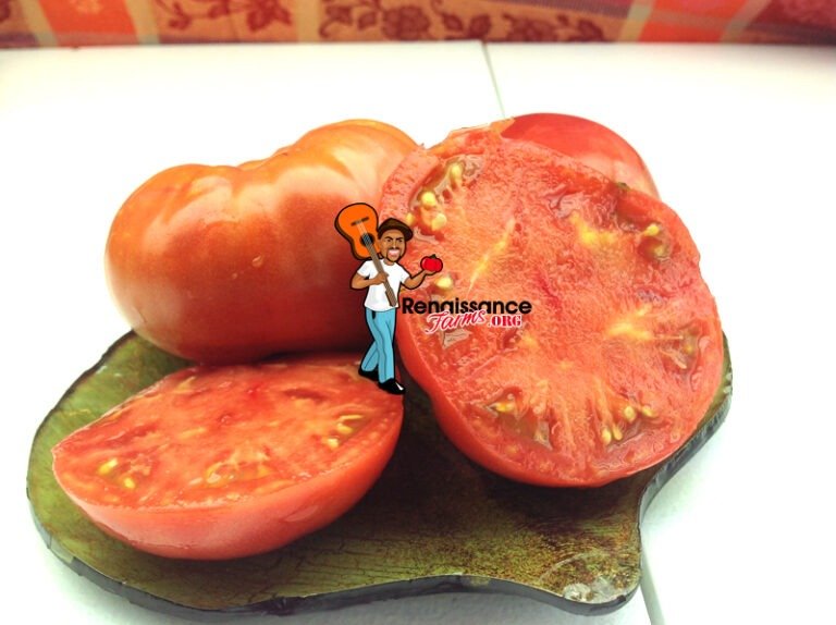Dwarf Sweet Adelaide Tomato Seeds For Sale At Renaissance Farms