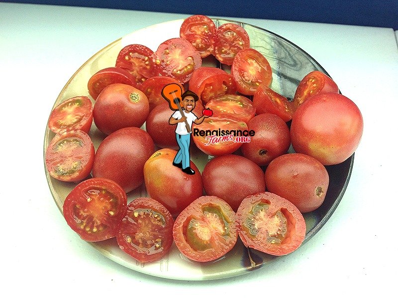 Dwarf Tomatoes-10 New Varieties For 2019 | Heirloom Tomato Seeds