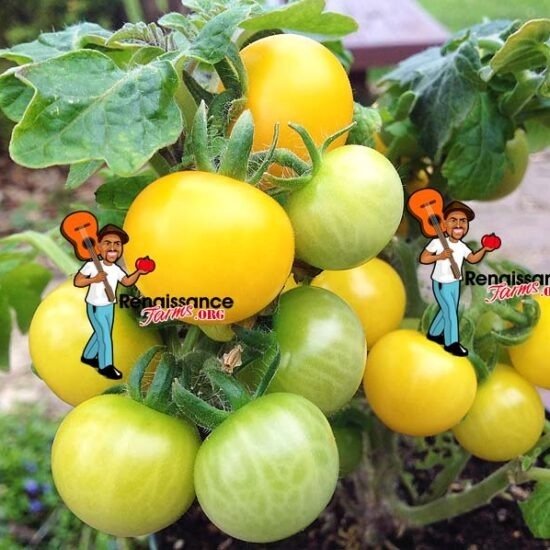 Micro Dwarf Tomatoes Archives | Heirloom Tomato Seeds