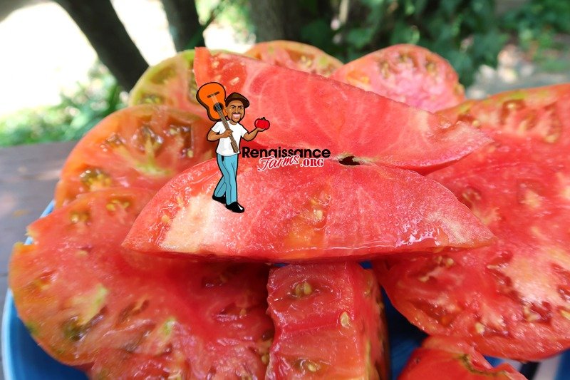 Sandul Moldovan Tomato Seeds For Sale At Renaissance Farms