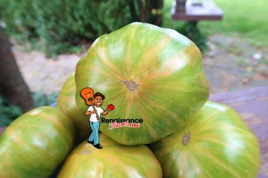 Harvard Square Tomato Seeds For Sale At Renaissance Farms