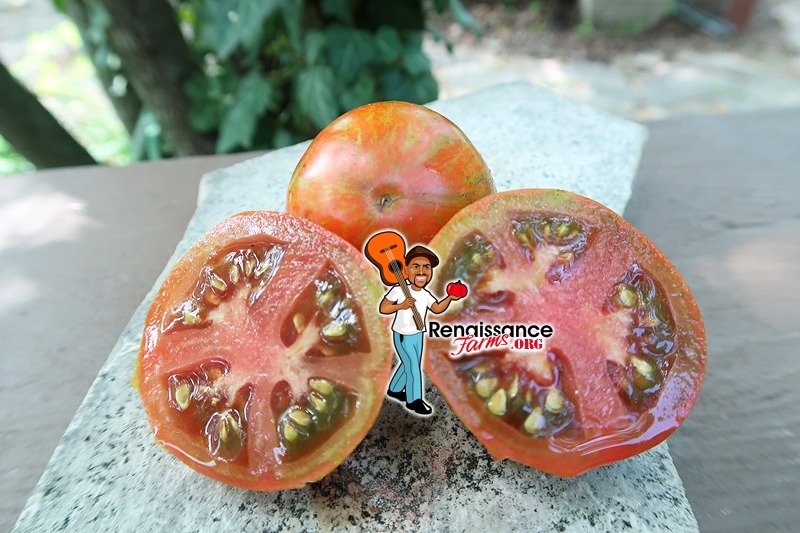 Dwarf Round Robin Tomato Seeds For Sale At Renaissance Farms