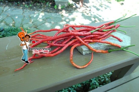 Thunder Mountain Longhorn Pepper Seeds For Sale , Renaissance Farms