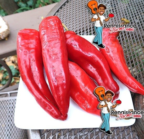 Pepper Seeds For Sale | Renaissance Farms Seed Store.